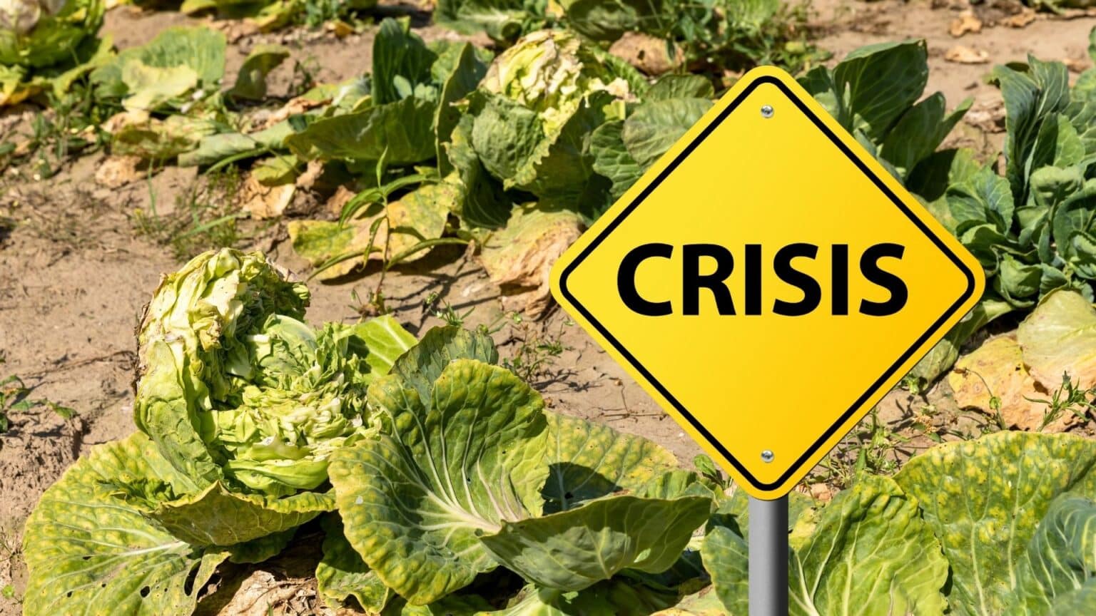 Farmers Left Reeling After Severe Weather Destroys Major Crops - So ...