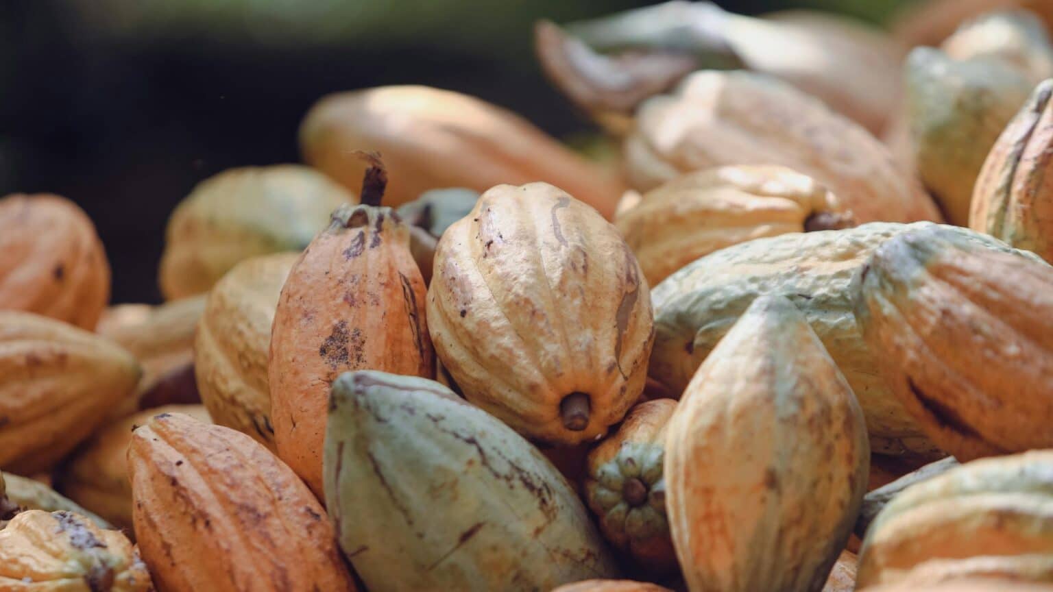 Mars and Ofi Team Up to Cut Cocoa Emissions as Chocolate Industry Faces ...