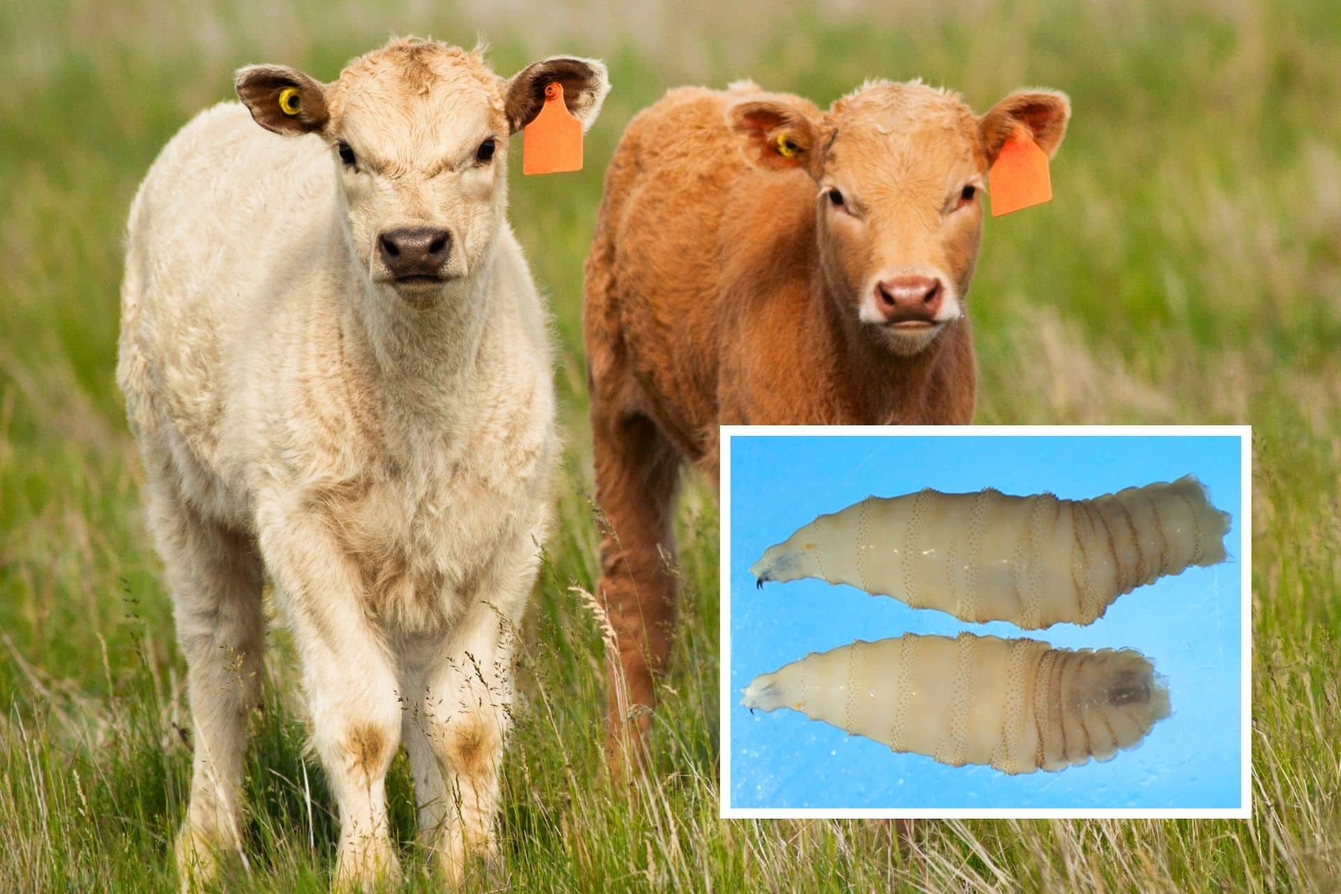 USDA Warns Flesh-Eating Parasite Found in Texas Could Threaten America ...